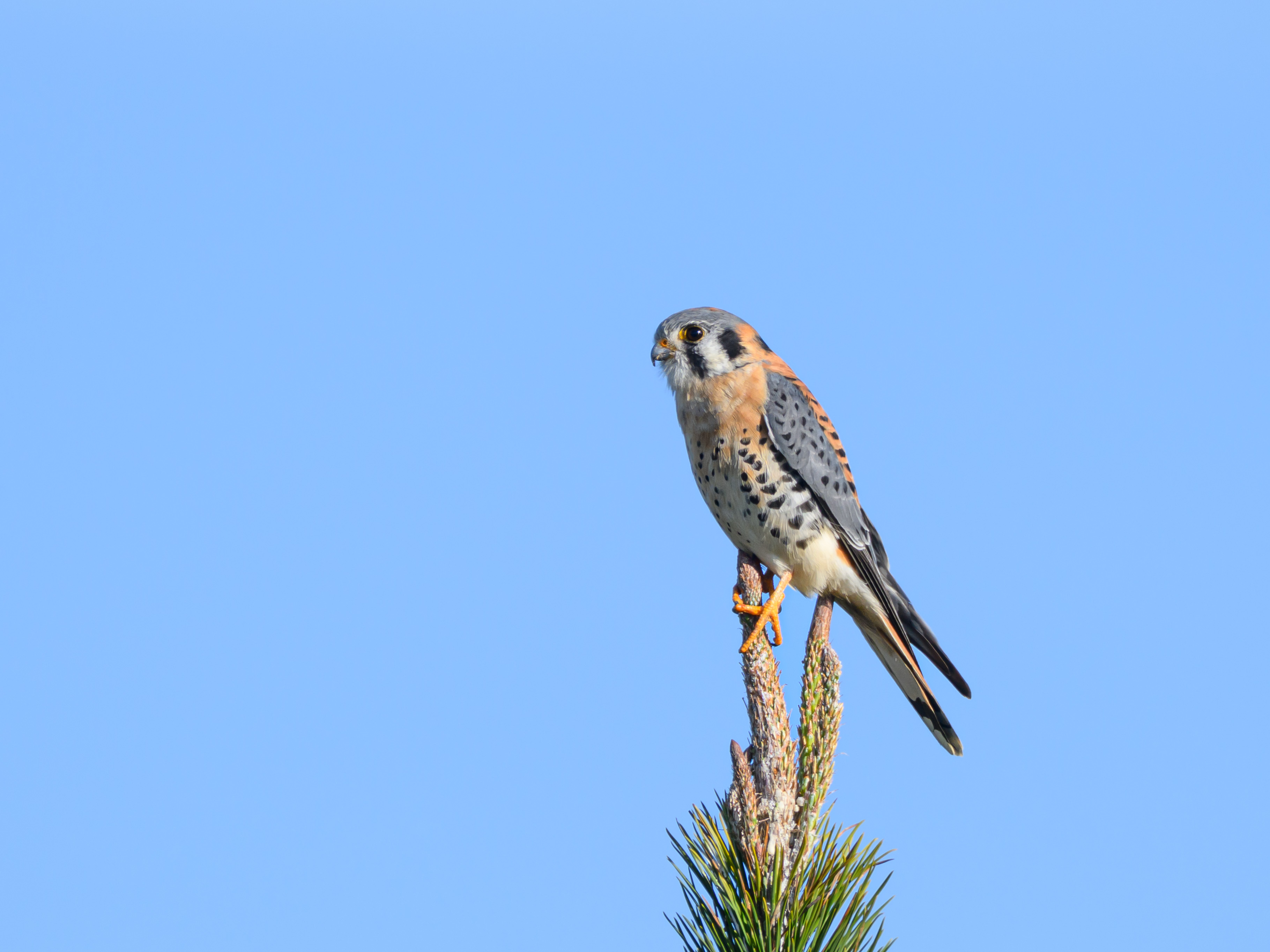 Sonoma County Parks Pass Owner – Gualala Birds